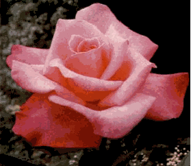 The Pink Rose