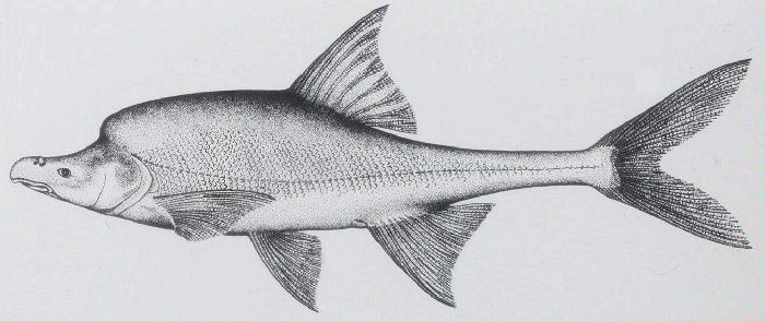 Fish Capsule Report