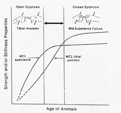 BME 332: Ligament/Tendon Structure-Function