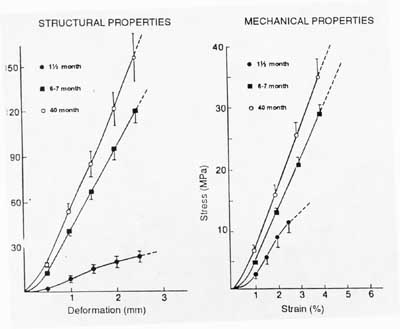 BME 332: Ligament/Tendon Structure-Function