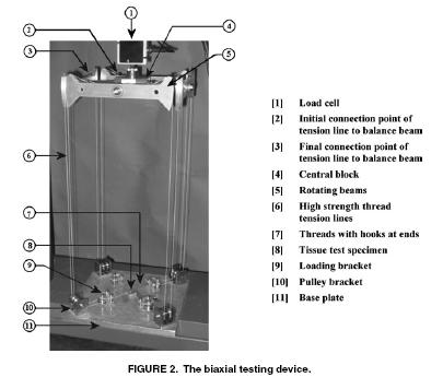 BME 332: Blood Vessel Structure-Function