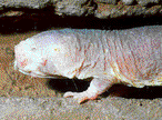 Heterocephalus glaber [Naked Mole-Rat]