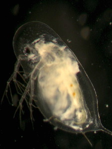 Daphnia parasites