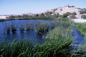 Wetlands Web Module