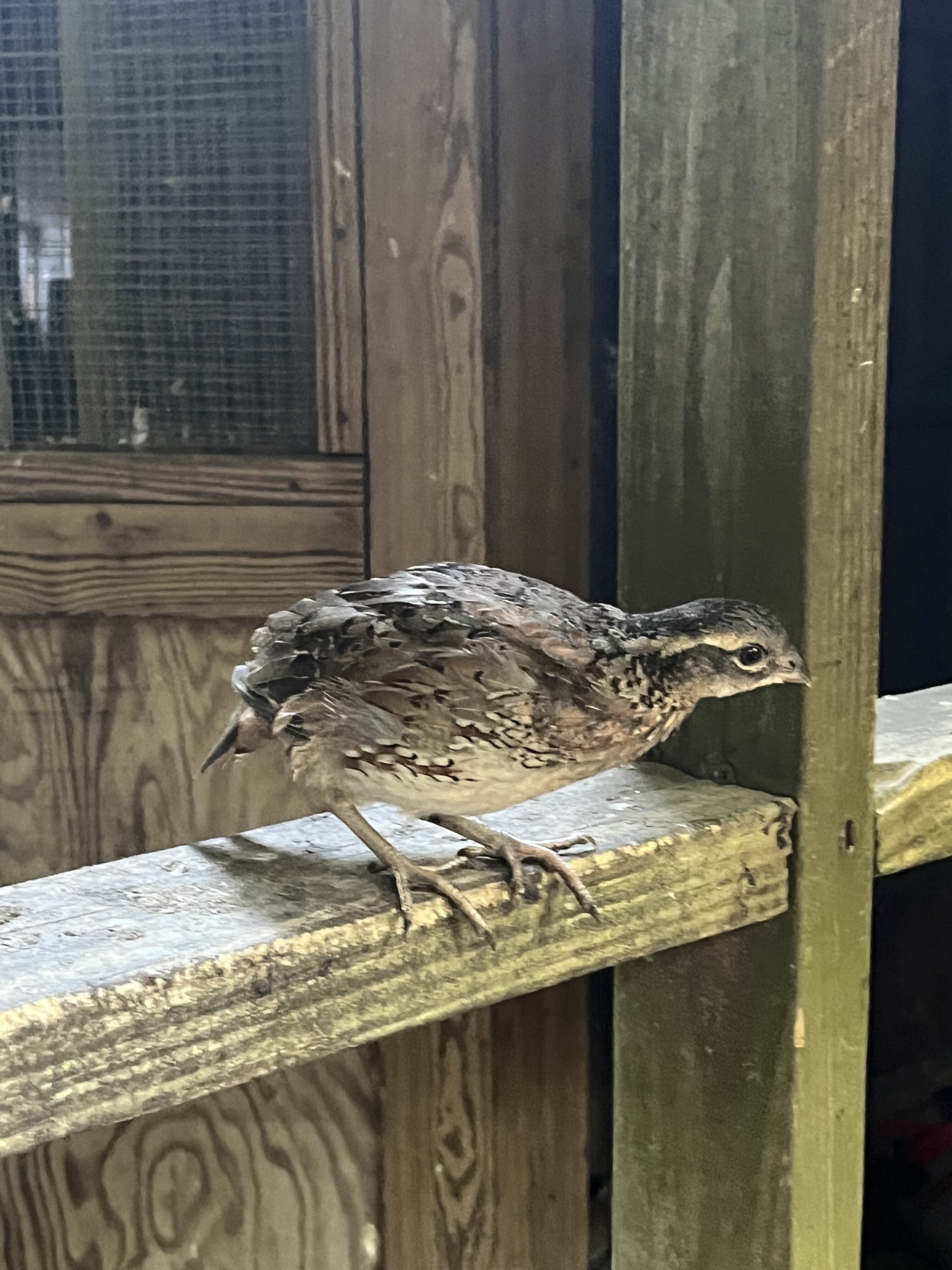 DHSP Summer 2025 Pictures