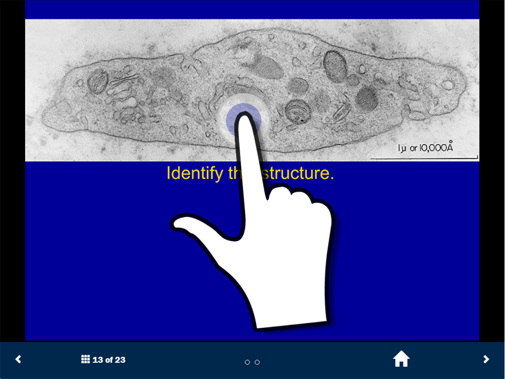 Musculoskeletal Anatomy SecondLook™