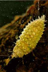 Aquatic Insects 311/511