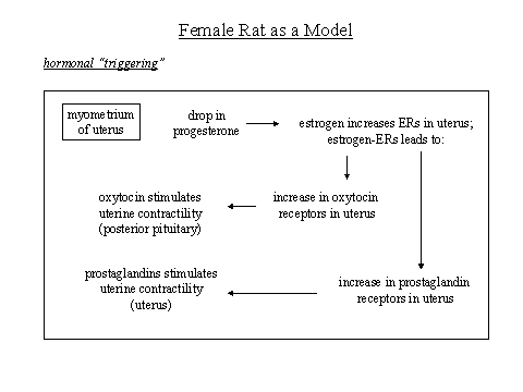 Female Rat as a Model