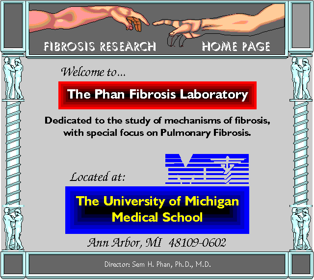 Phan FIBROSIS LAB