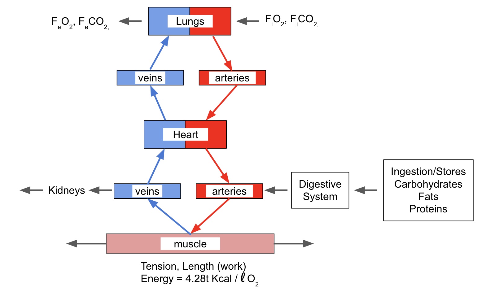 Whole Body Energy Demands & Fatigue